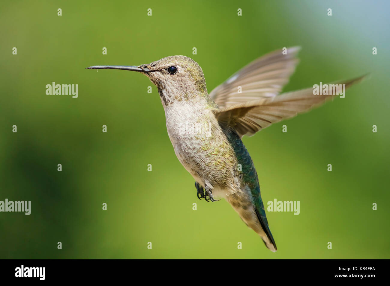 Female Anna's Hummingbird hover in air, saw at Los Angeles, California ...