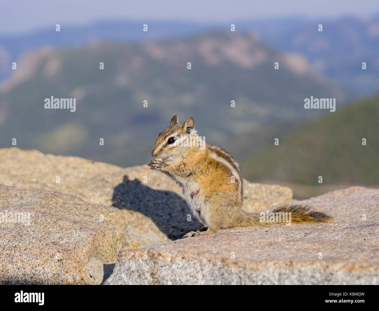 Cute small squirrel eating the nut Stock Photo - Alamy