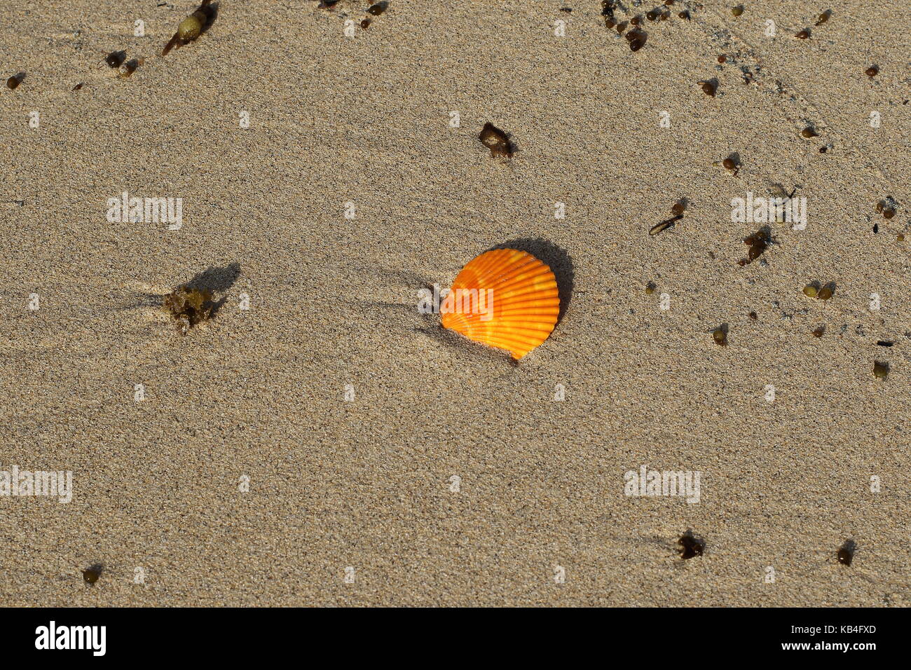 Seaside shoreline still life with an oyster shell and various natural ...