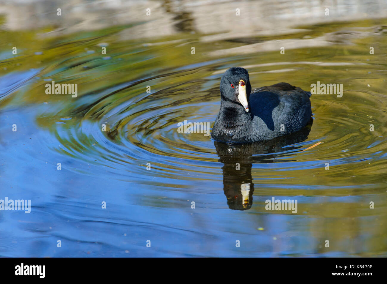 Beautiful Black coot swimming in a pool with beautiful reflection Stock ...