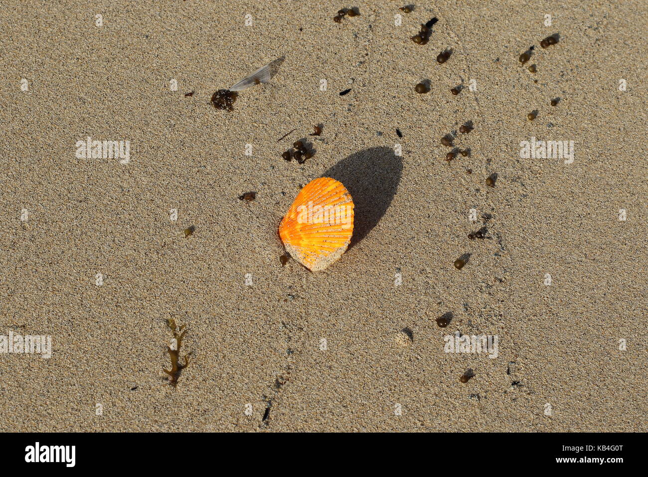 Seaside shoreline still life with an oyster shell and various natural ...