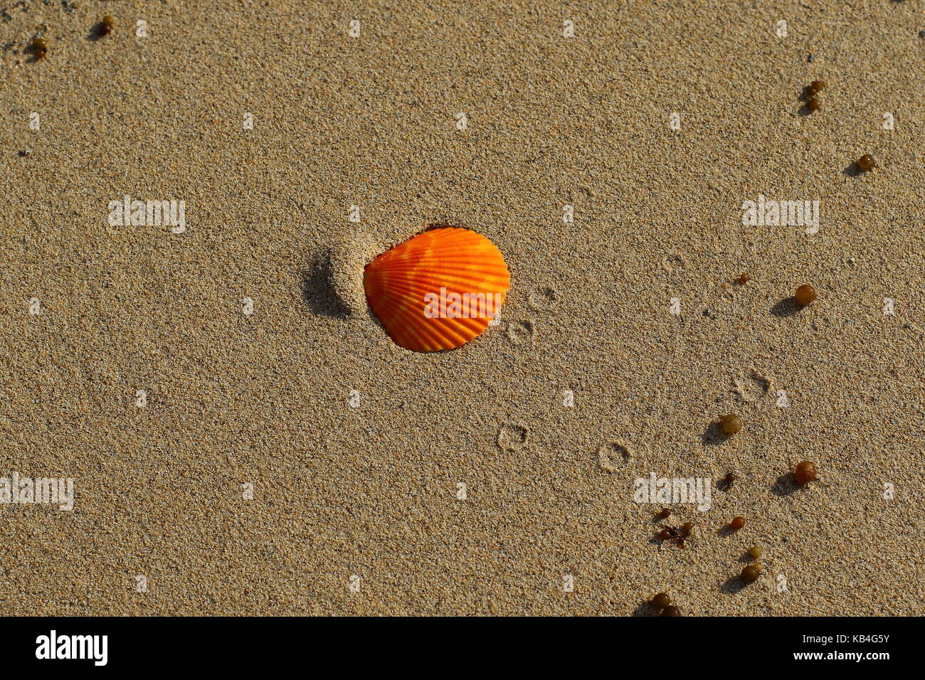 Seaside shoreline still life with an oyster shell and various natural ...