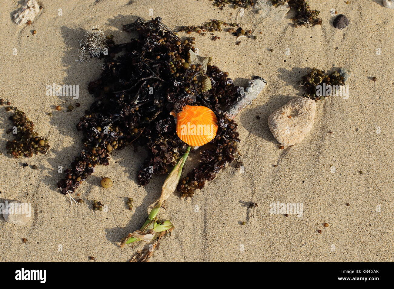 Seaside shoreline still life with an oyster shell and various natural ...