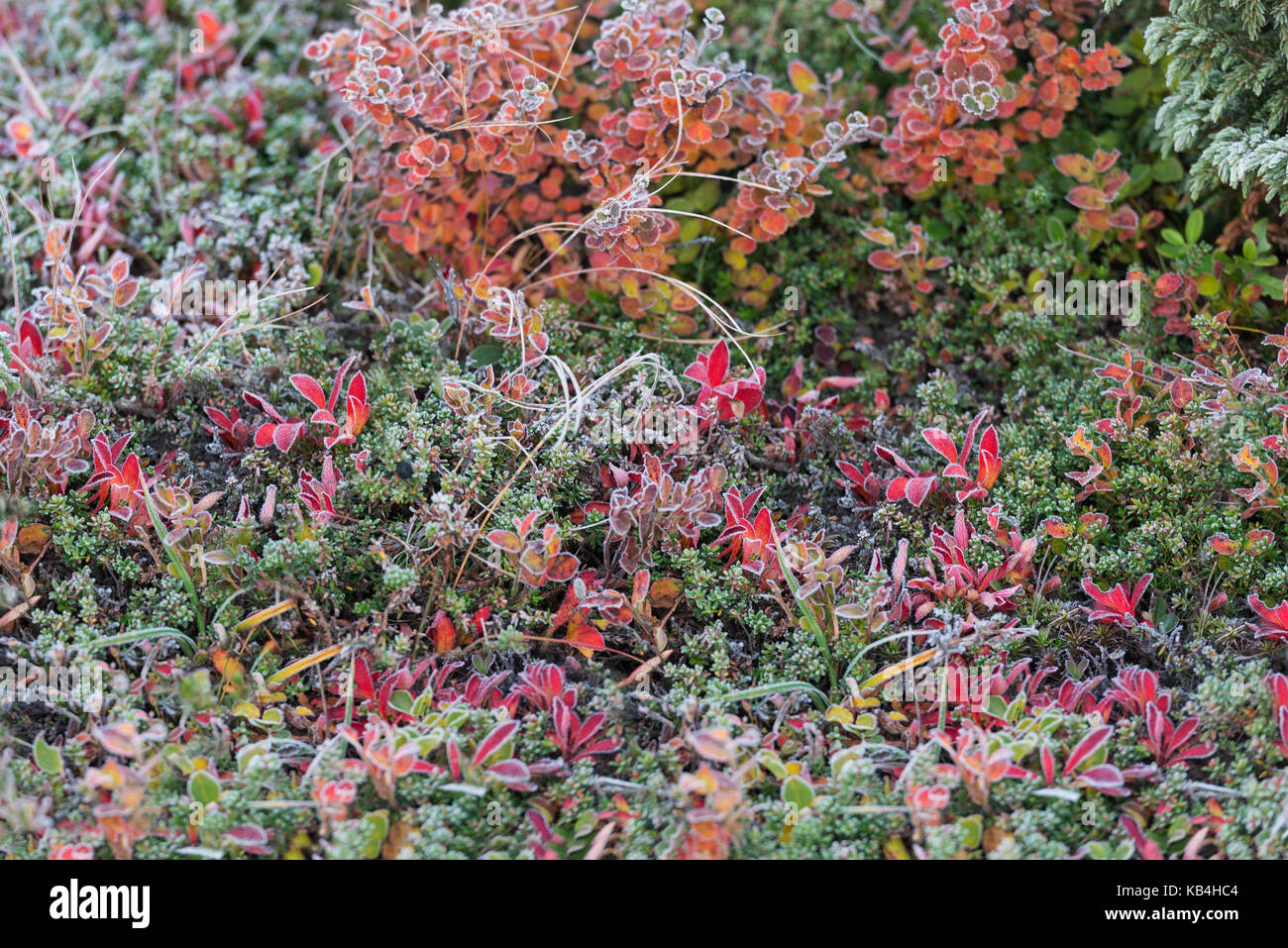 Tundra shrubs hi-res stock photography and images - Alamy