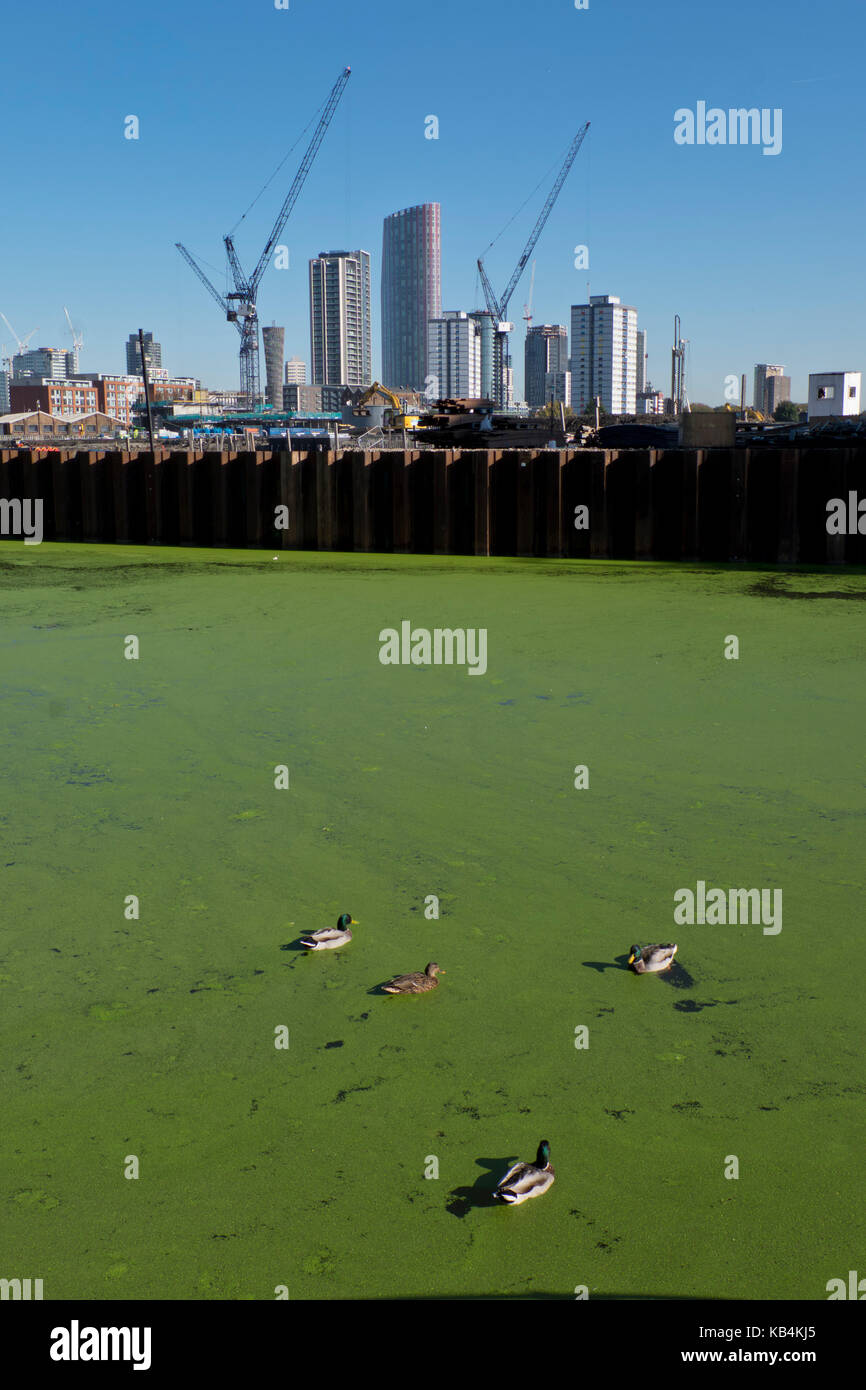 Ducks and construction building site in background at the Lea river ...