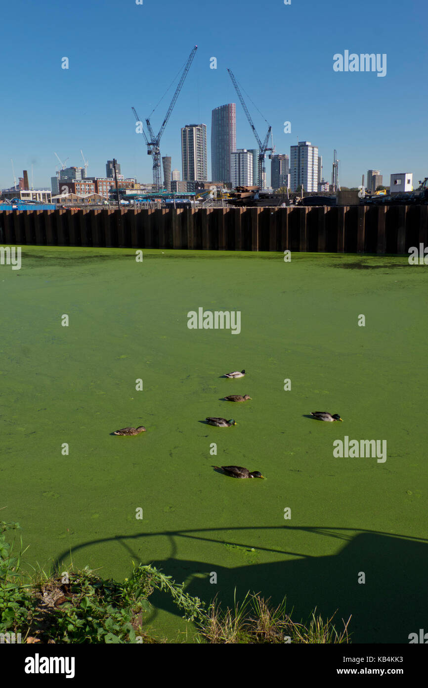 Ducks and construction building site in background at the Lea river ...
