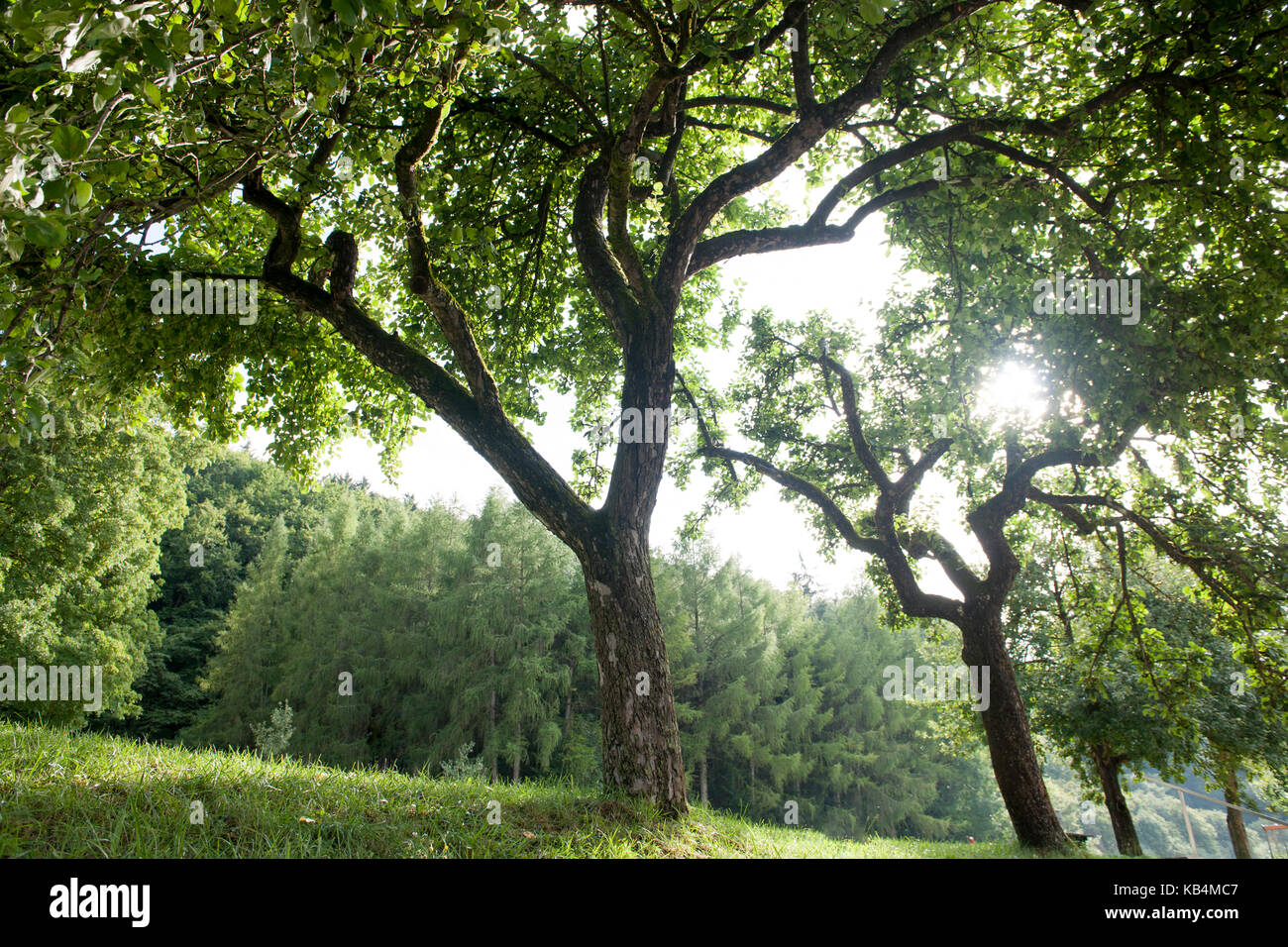 Breathing trees hi-res stock photography and images - Alamy