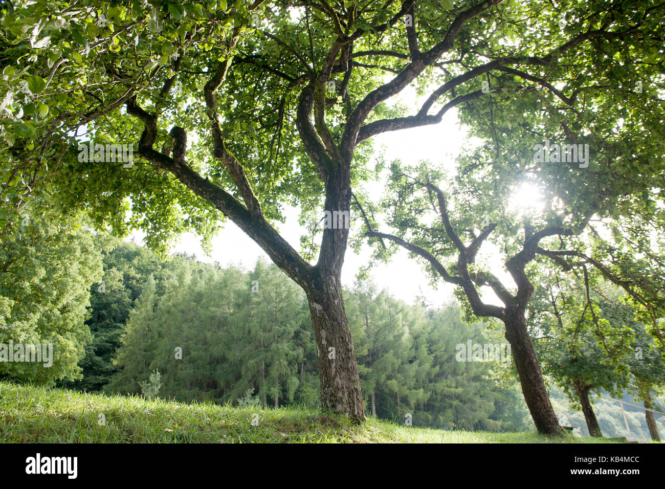 Breathing trees hi-res stock photography and images - Alamy