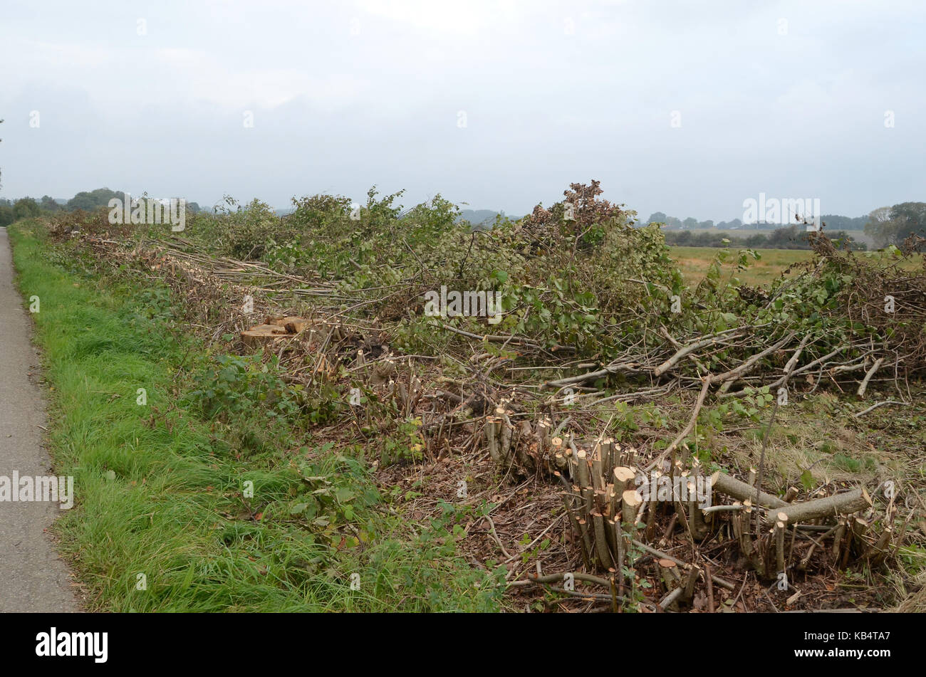 Recently cut down hedge between a road and a field Stock Photo - Alamy