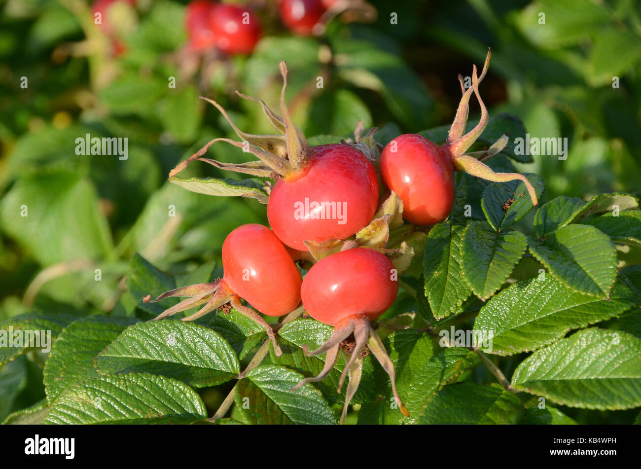 Red rose hip berries Stock Photo - Alamy