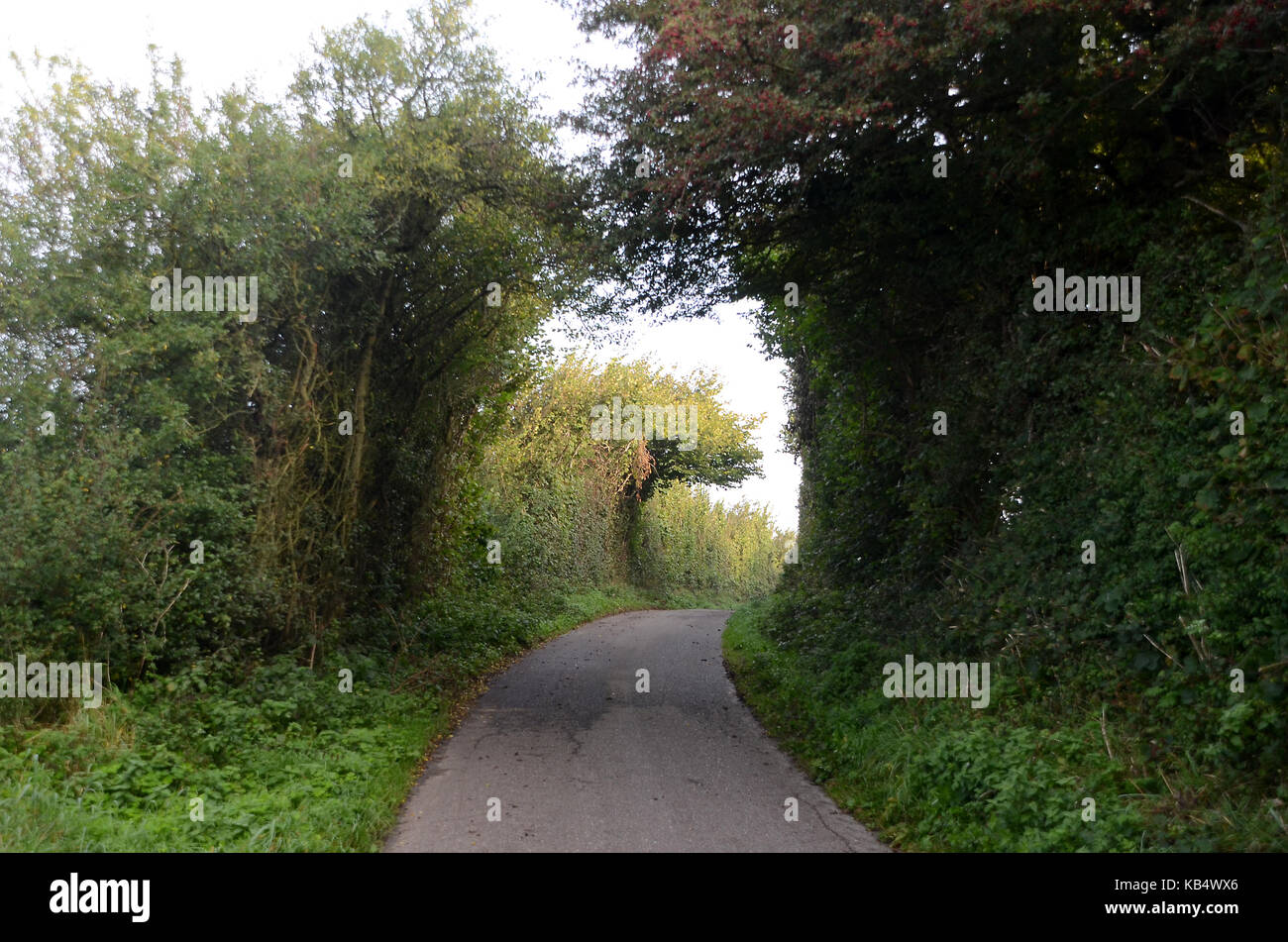 Small road flanked and overgrown by trees Stock Photo - Alamy