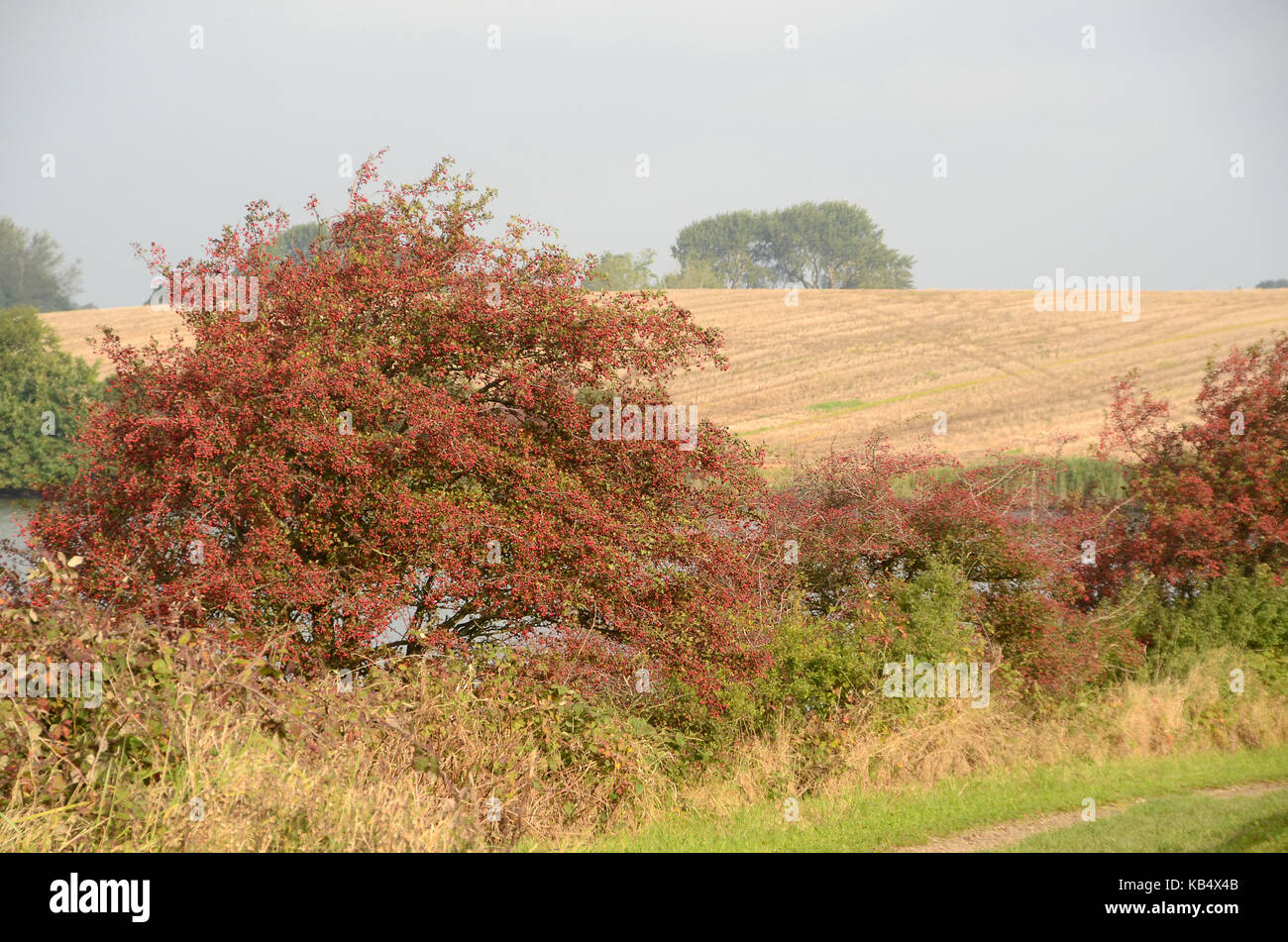 Landscape along the gendarme path "Gendarmstien" in southern Denmark ...