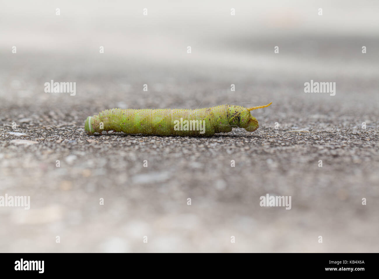 big green worm fall down from the tree and going back to the tree Stock ...