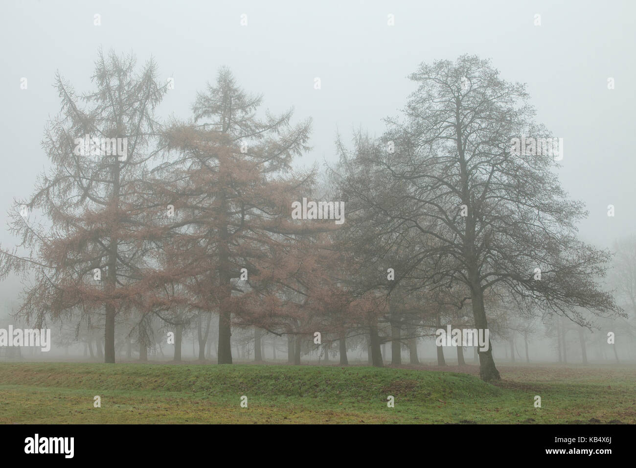 Trees in foggy fall Stock Photo - Alamy
