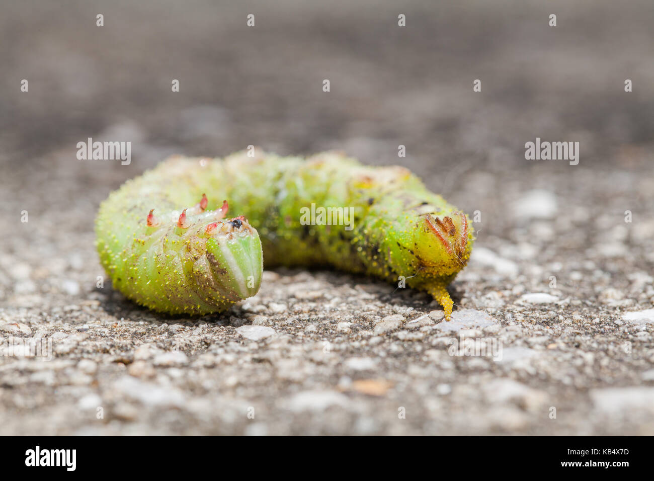 big green worm fall down from the tree and going back to the tree Stock ...