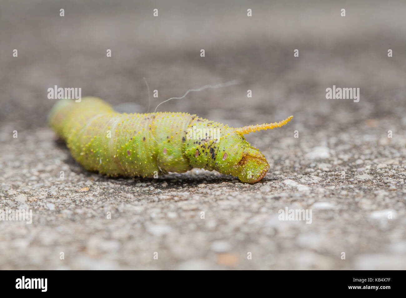 big green worm fall down from the tree and going back to the tree Stock ...