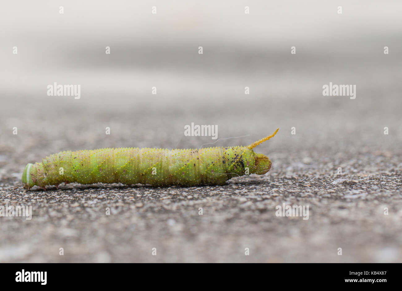 big green worm fall down from the tree and going back to the tree Stock ...