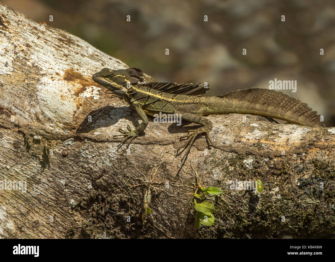 Male Striped Basilisk (Basiliscus vittatus) basking on the horizontal ...