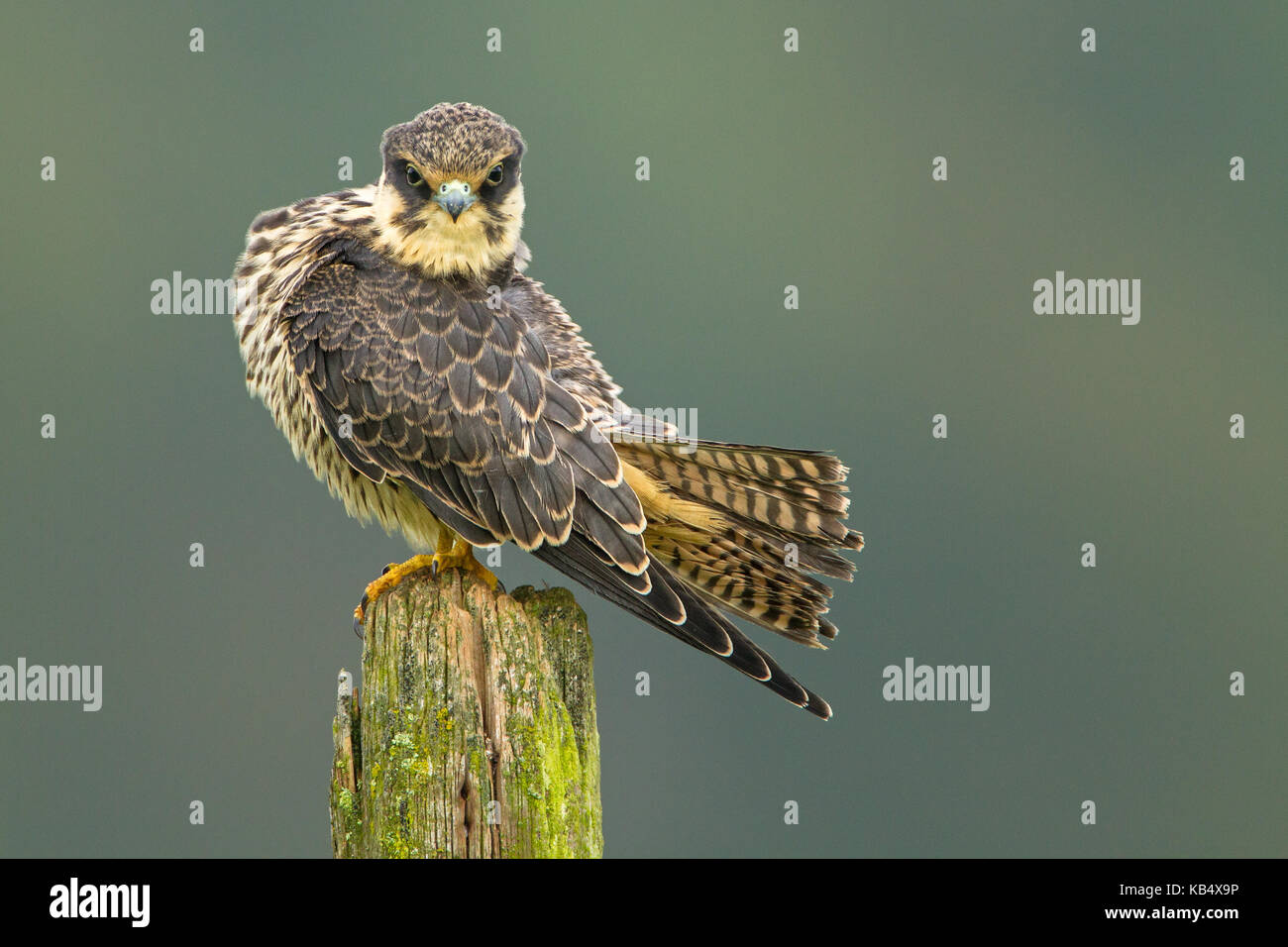 Eurasian Hobby (Falco subbuteo) young adult resting on pole, The ...