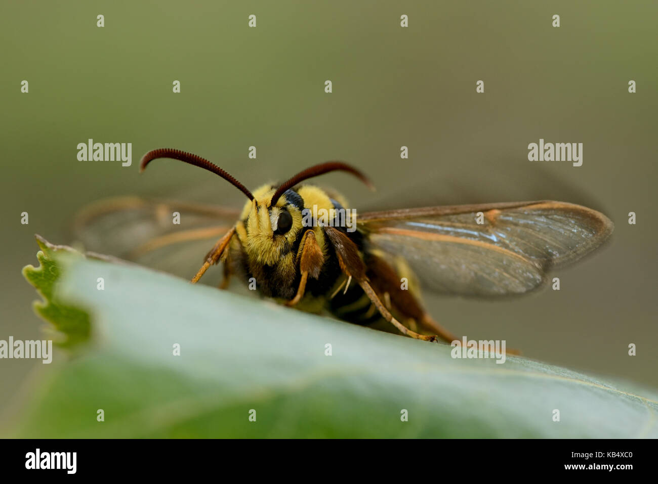 Hornet Clearwing (Sesia apiformis) using wing motion to warm up ...