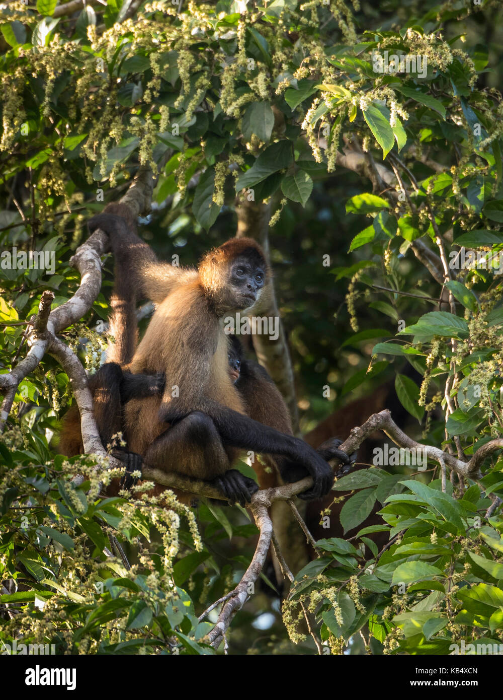 Geoffroy's spider monkey (Ateles geoffroyi) female and young hiding and ...