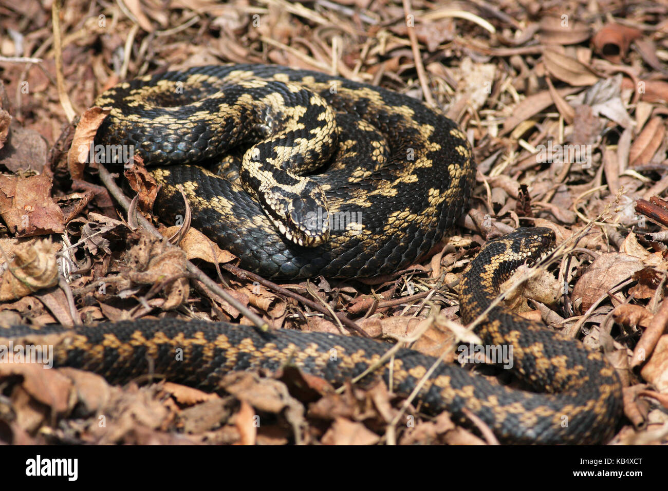 Common European Adder (Vipera berus) sunbathing, The Netherlands ...