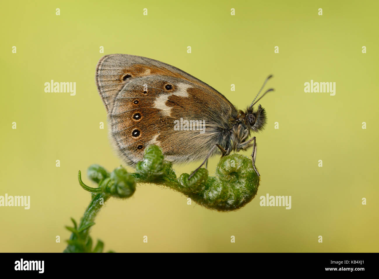 Large Heath (Coenonympha tullia ssp. polydama) resting on bracken ...
