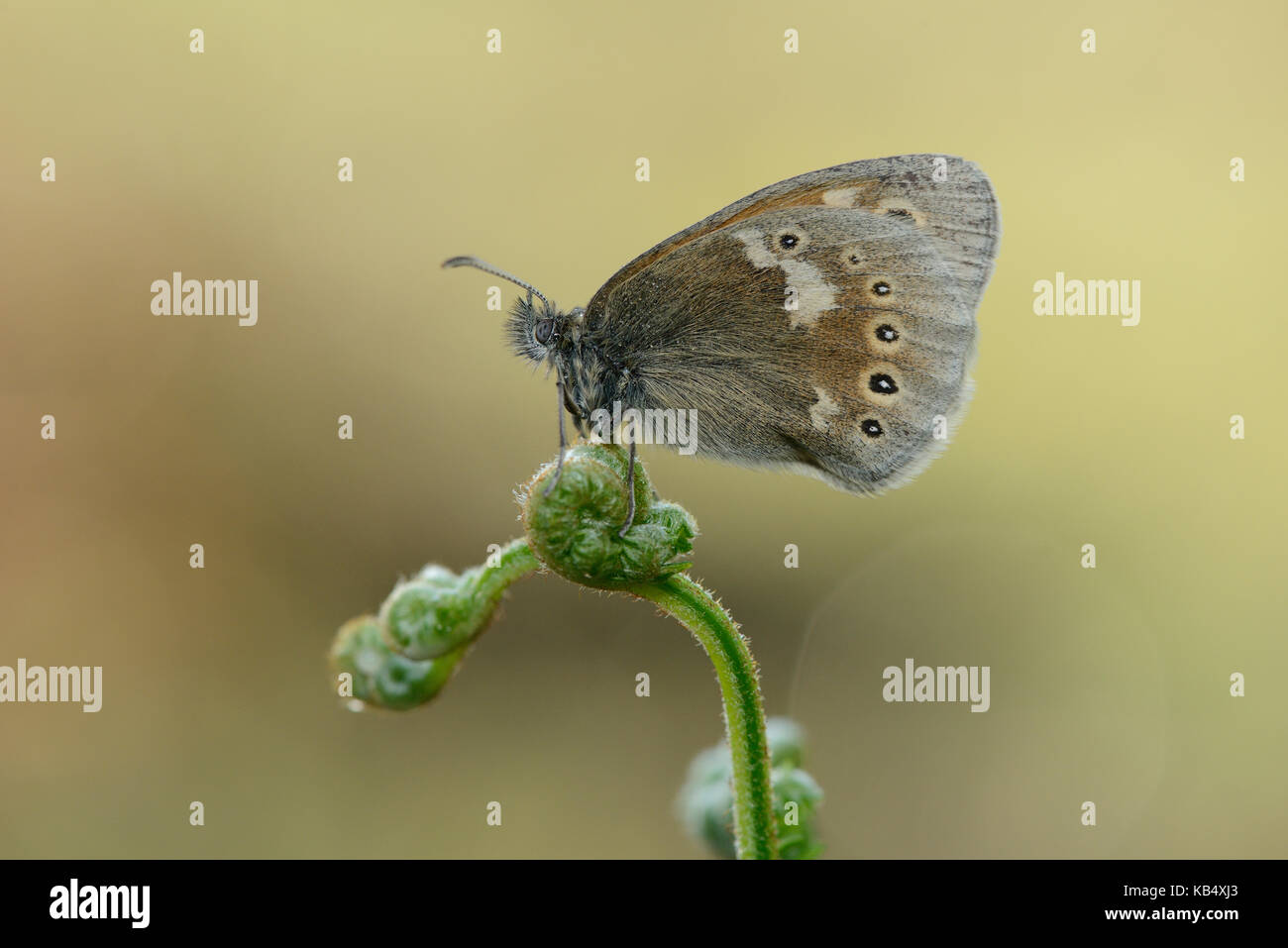 Large Heath (Coenonympha tullia ssp. polydama) resting on bracken ...