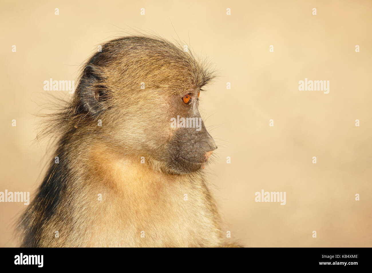 Baboon ears hi-res stock photography and images - Alamy