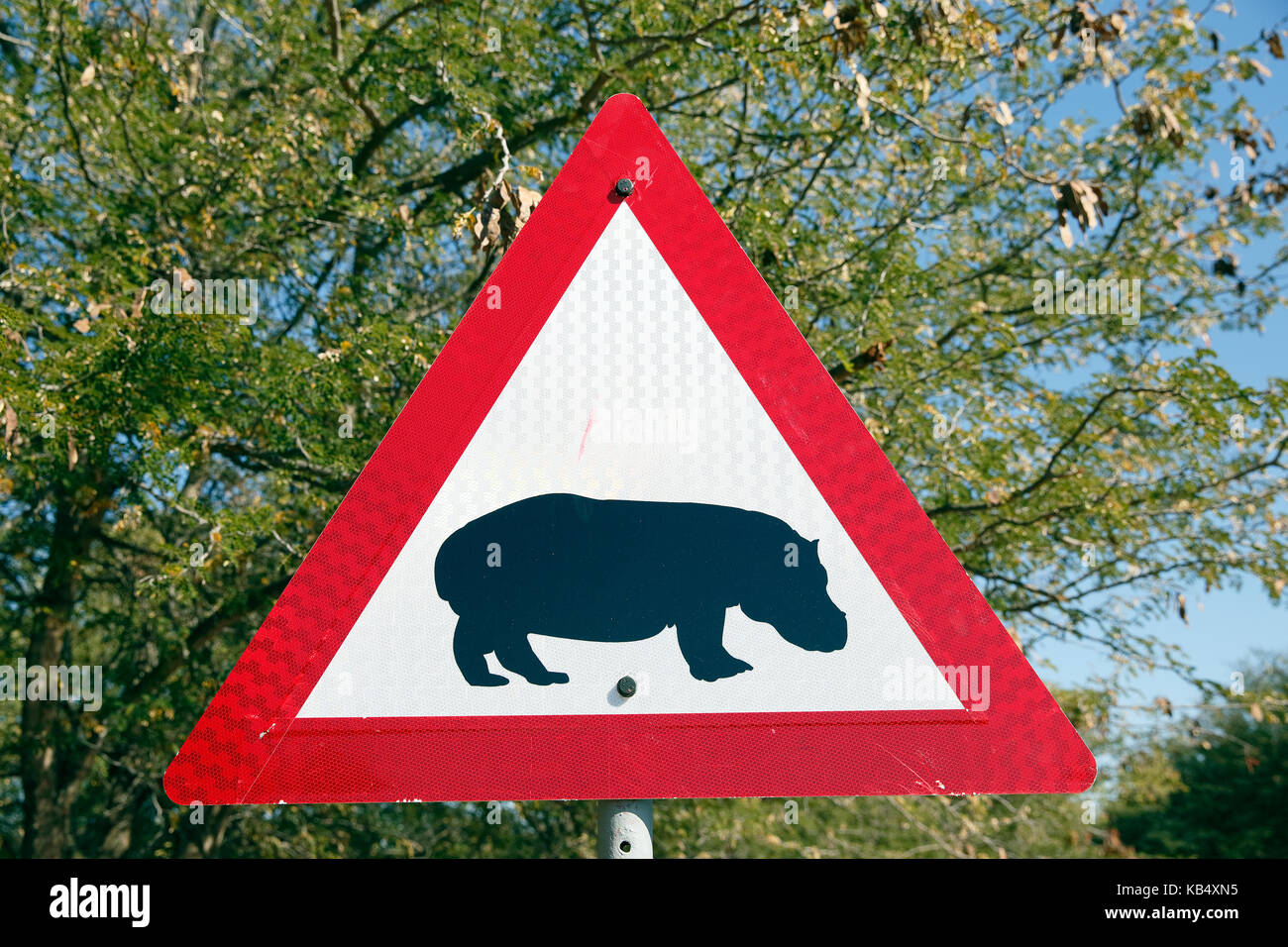 Road sign warning drivers for crossing Hippopotamus (Hippopotamus ...