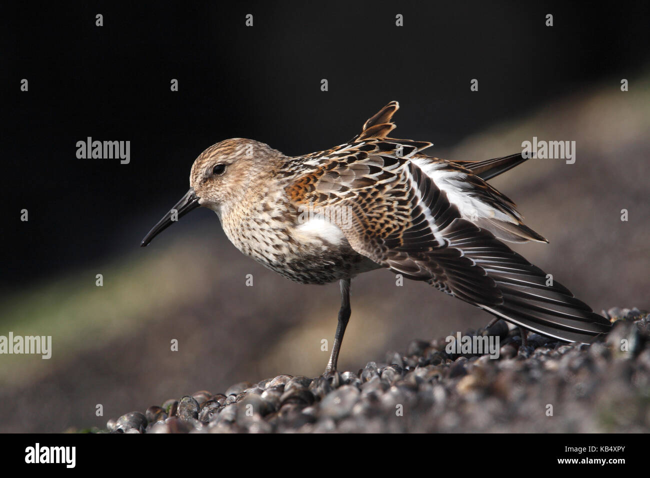 Dunlin (Calidris alpina) on a rock stretching, The Netherlands, Noord ...