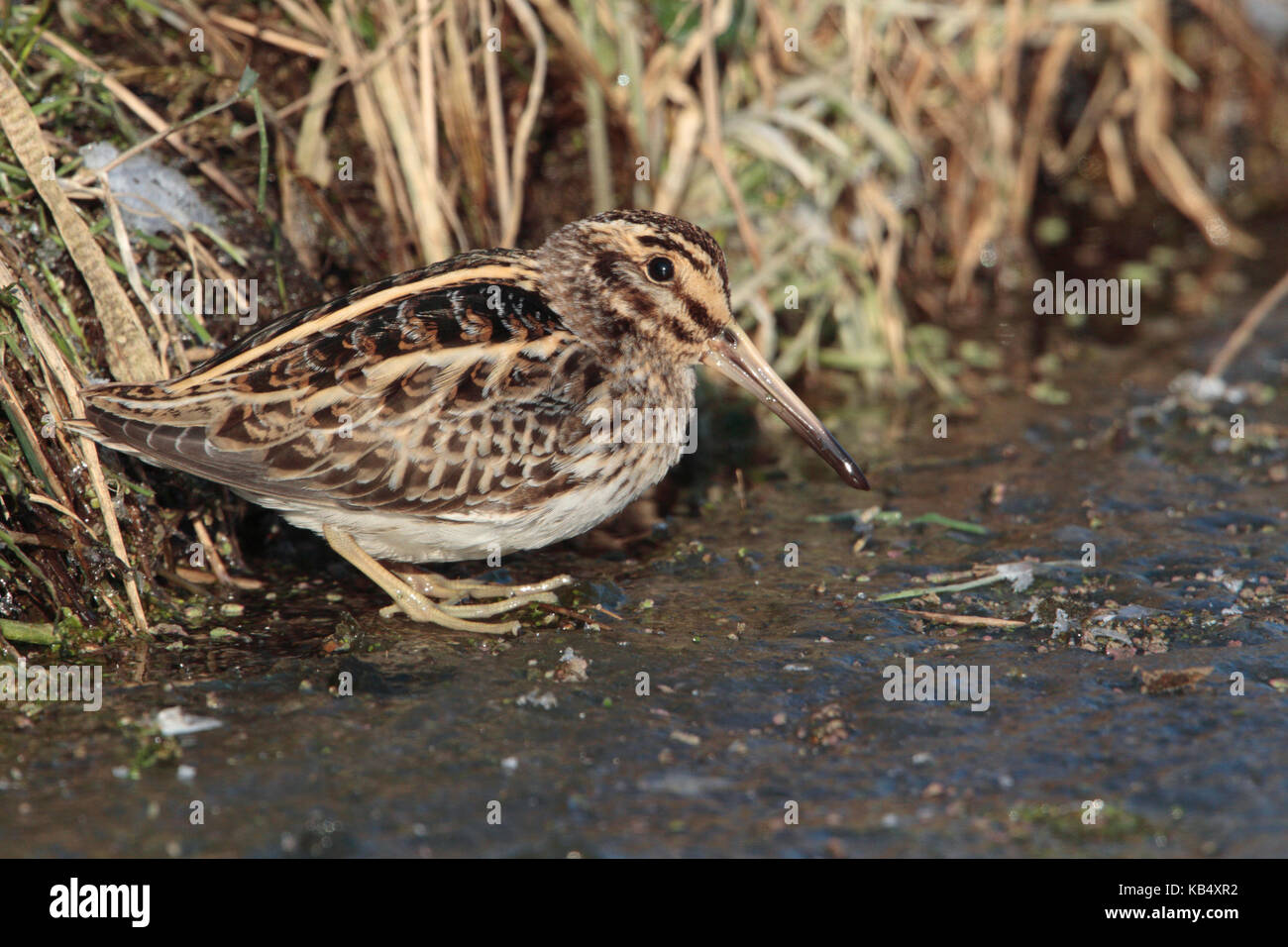 Jack Snipe (Lymnocryptes minimus) standing on a frozen ditch, The ...