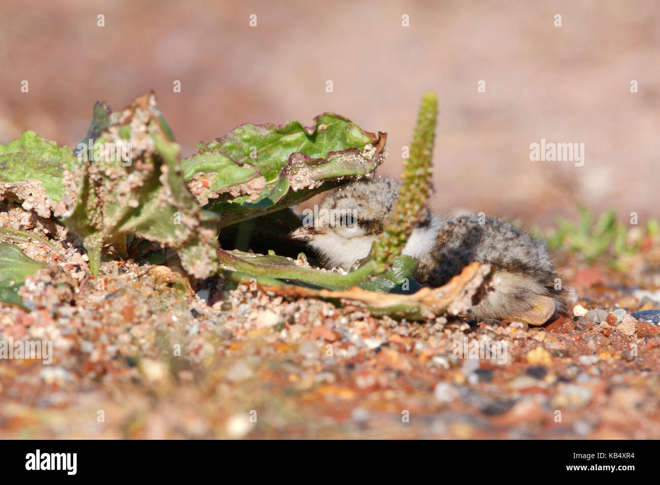 Common Ringed Plover (Charadrius hiaticula) chick hiding, Germany ...
