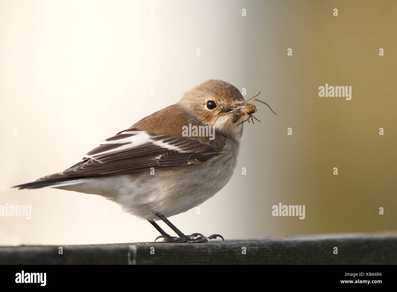 European Pied Flycatcher (Ficedula hypoleuca) with spider as a prey ...