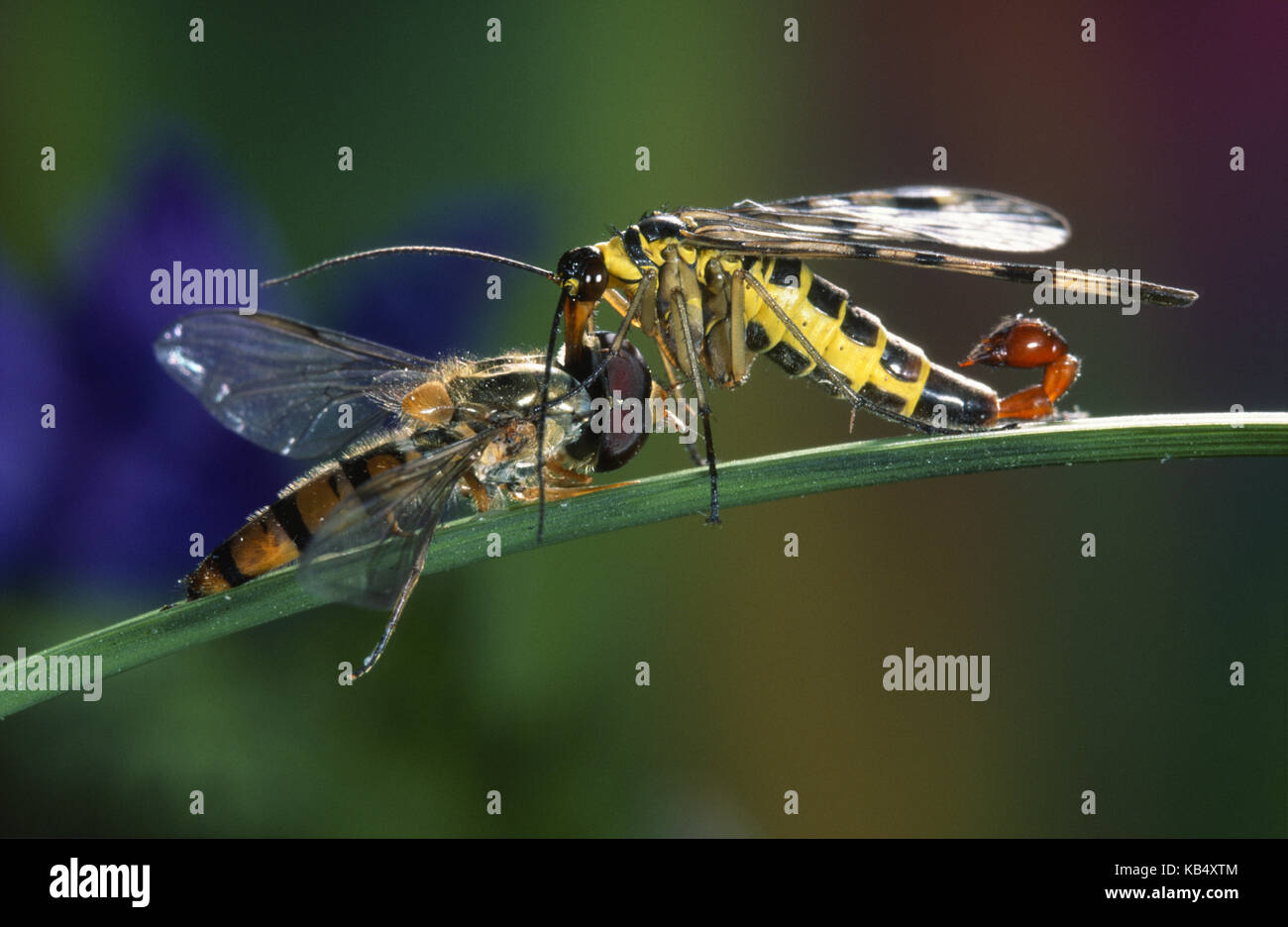 Common Scorpionfly (Panorpa communis) with prey, Belgium Stock Photo ...
