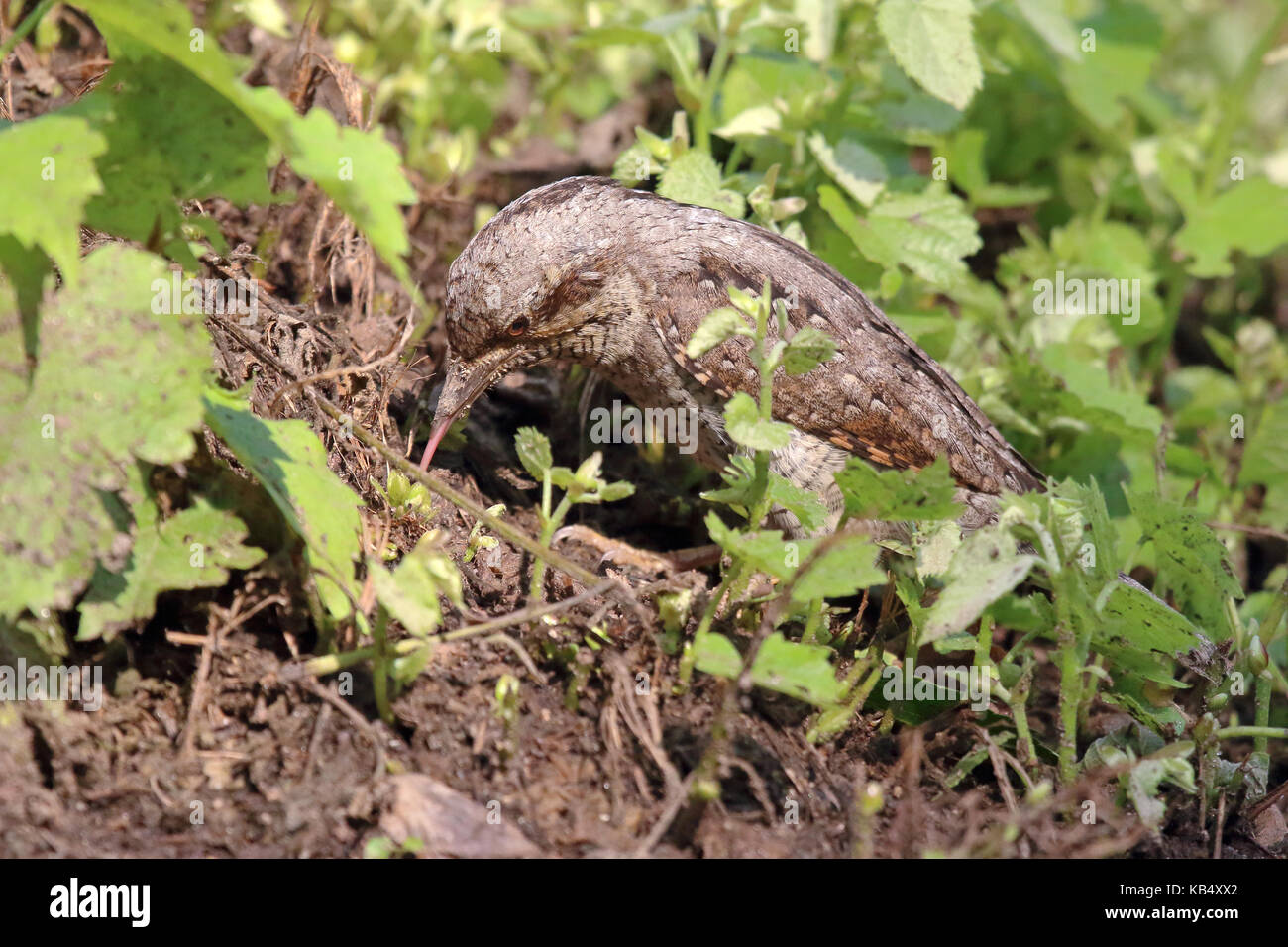 Eurasian Wryneck (Jynx torquilla) foraging on the ground, Italy Stock ...