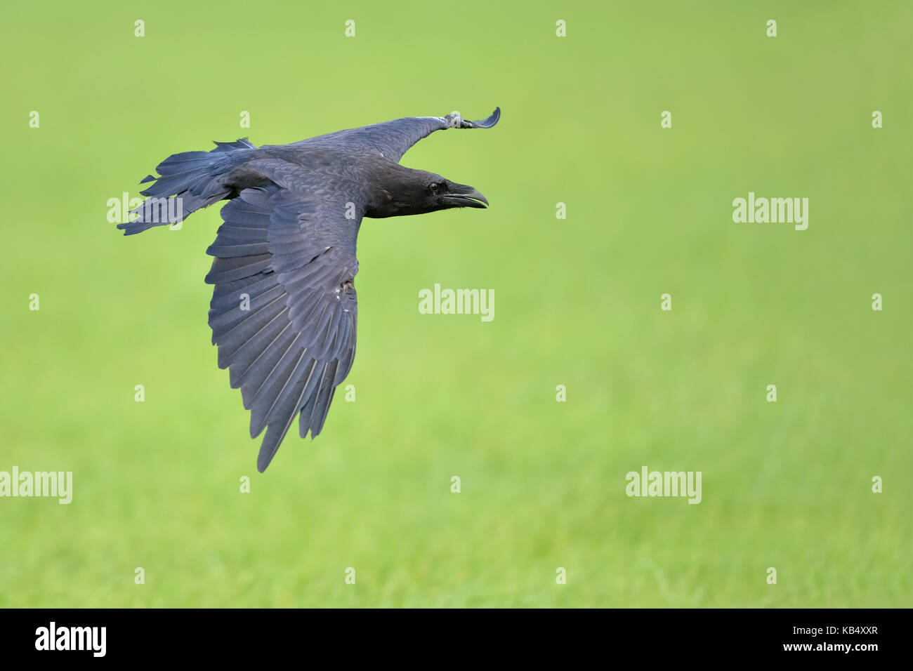 Common raven in full flight hi-res stock photography and images - Alamy