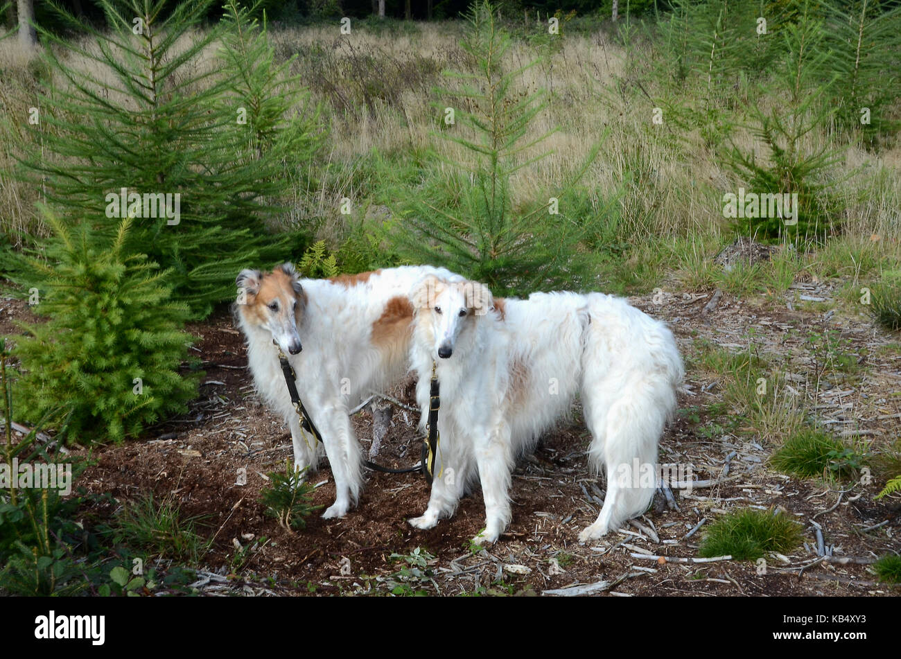 Two borzoi dogs standing side by side Stock Photo - Alamy
