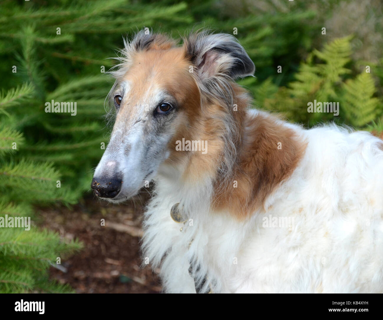 Borzoi face portrait, elder female dog with gray mask Stock Photo - Alamy