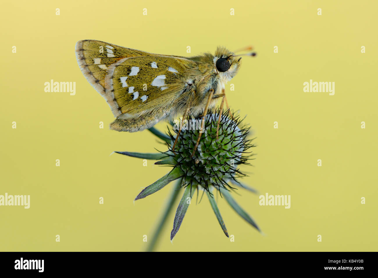 Silver-spotted Skipper (Hesperia comma) resting, England, Oxfordshire ...