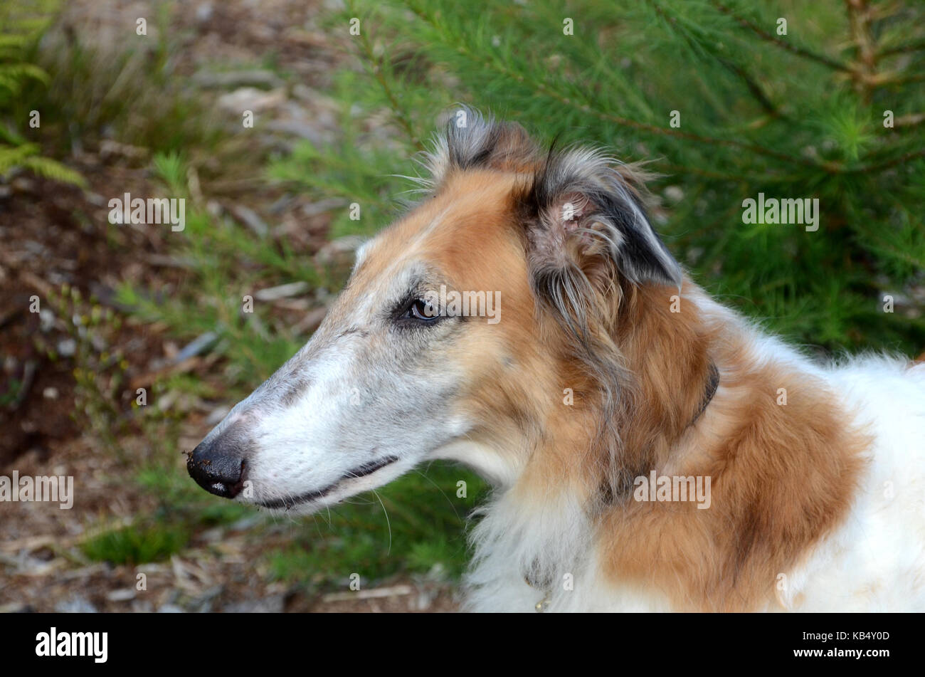 Borzoi face portrait, elder female dog with gray mask Stock Photo - Alamy