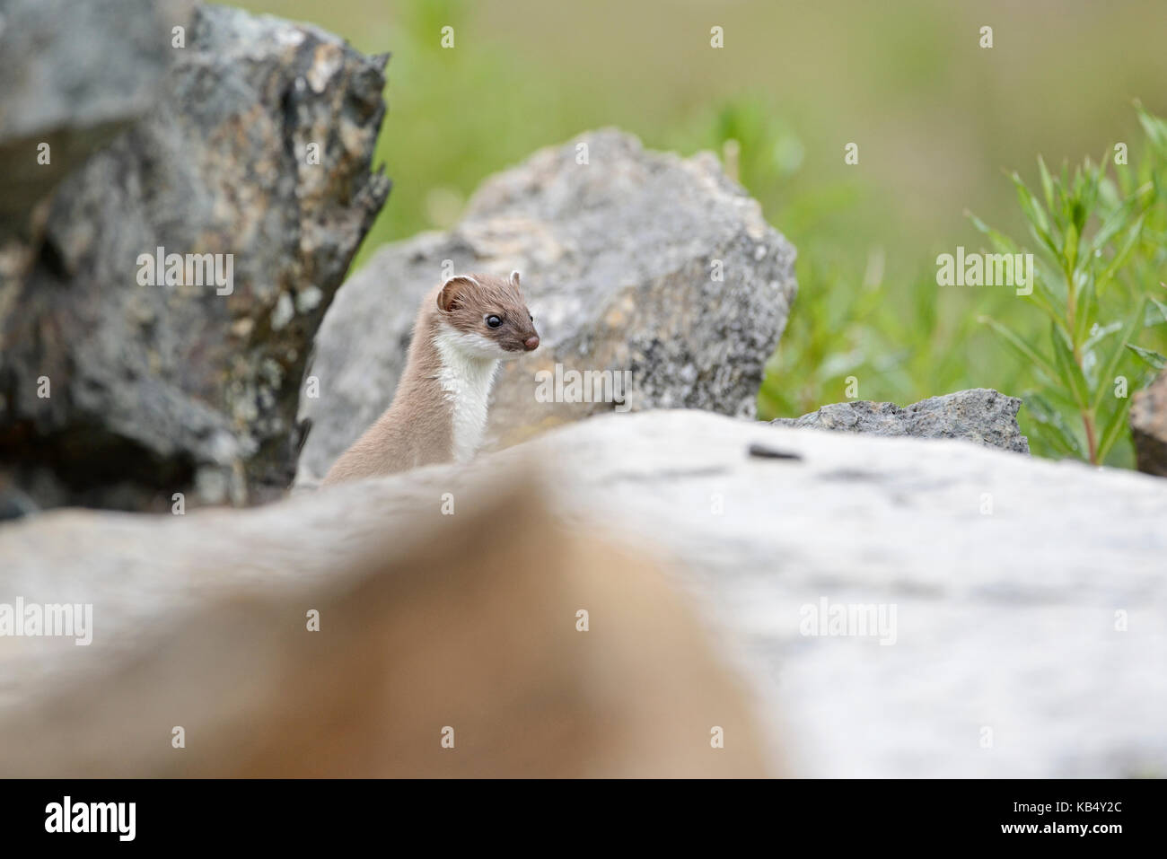 Stoat (Mustela erminea) peeking out from the rocks in its environment ...