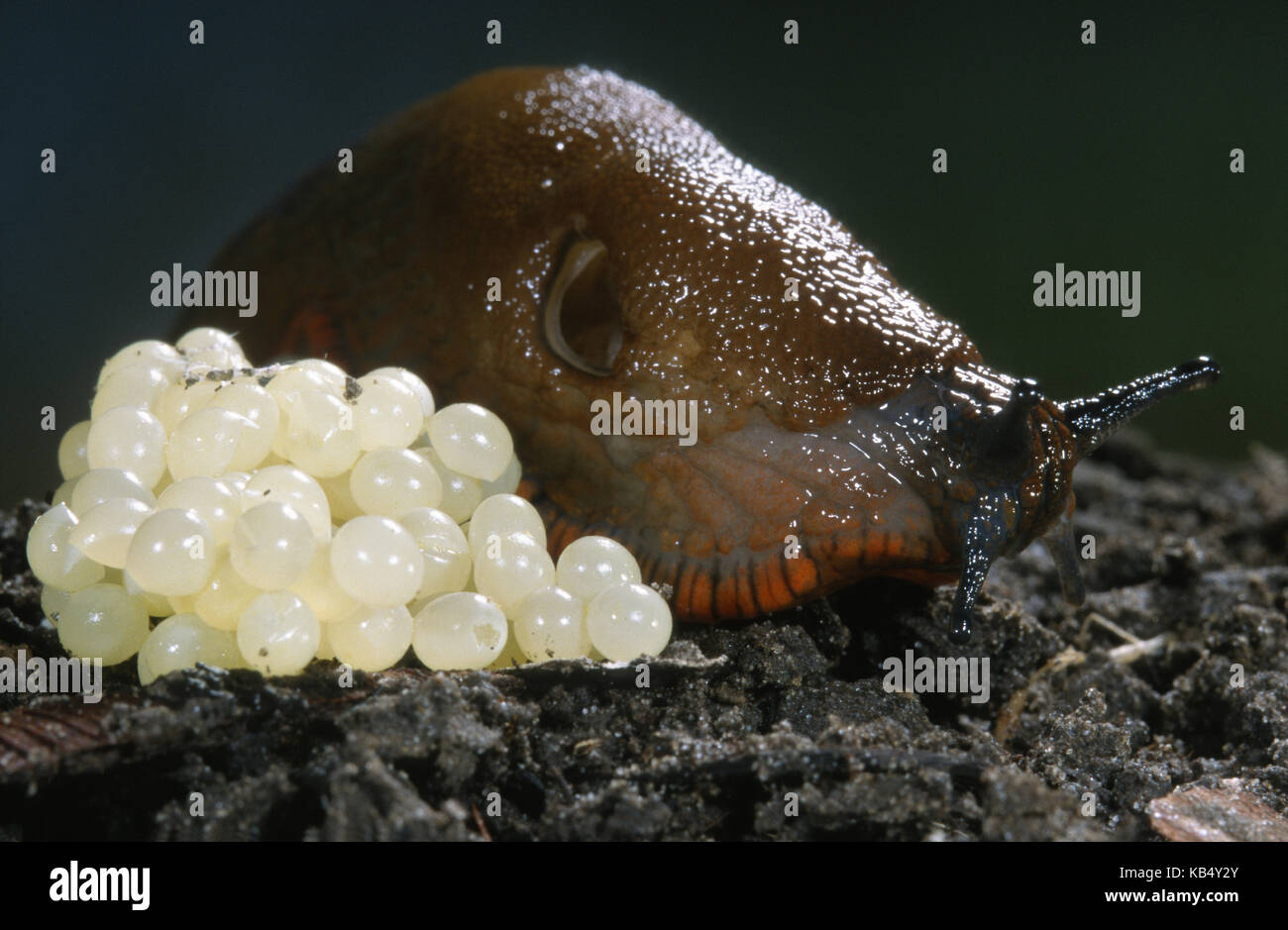 Red Slug (Arion rufus) with eggs, Belgium Stock Photo - Alamy