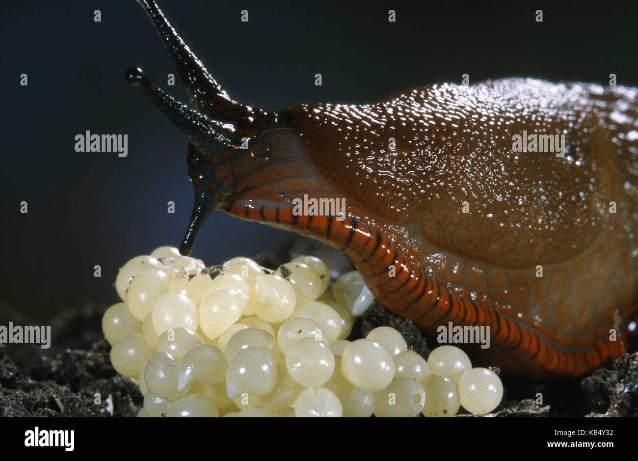 Red Slug (Arion rufus) with eggs, Belgium Stock Photo - Alamy