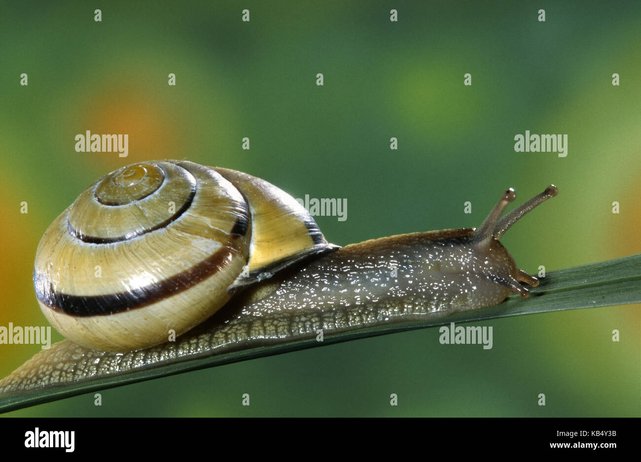 Grove Snail (Cepaea nemoralis) moving across a leaf, Belgium Stock ...