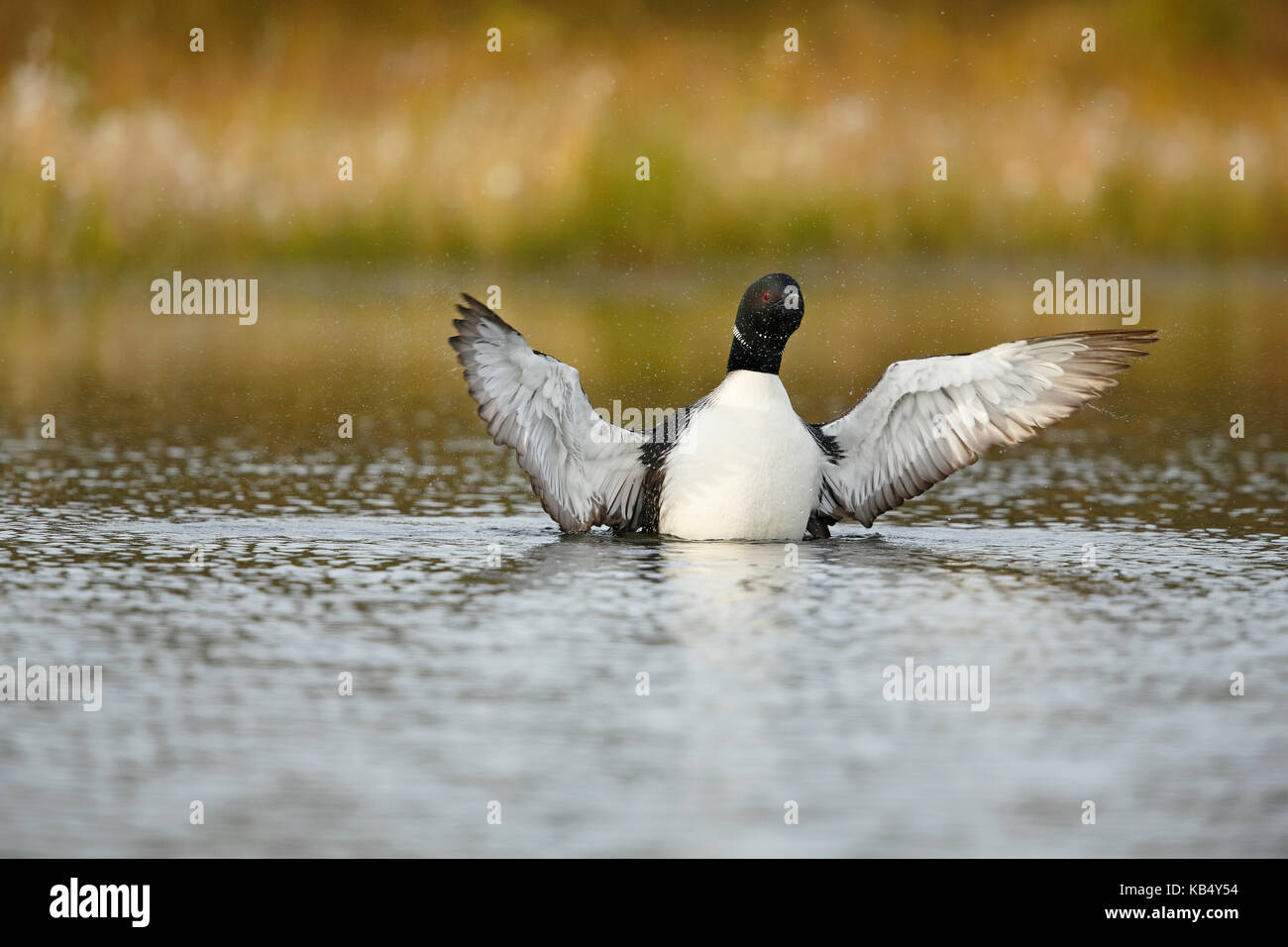 Common Loon (Gavia immer) flapping wings, United States, Alaska, Denali ...
