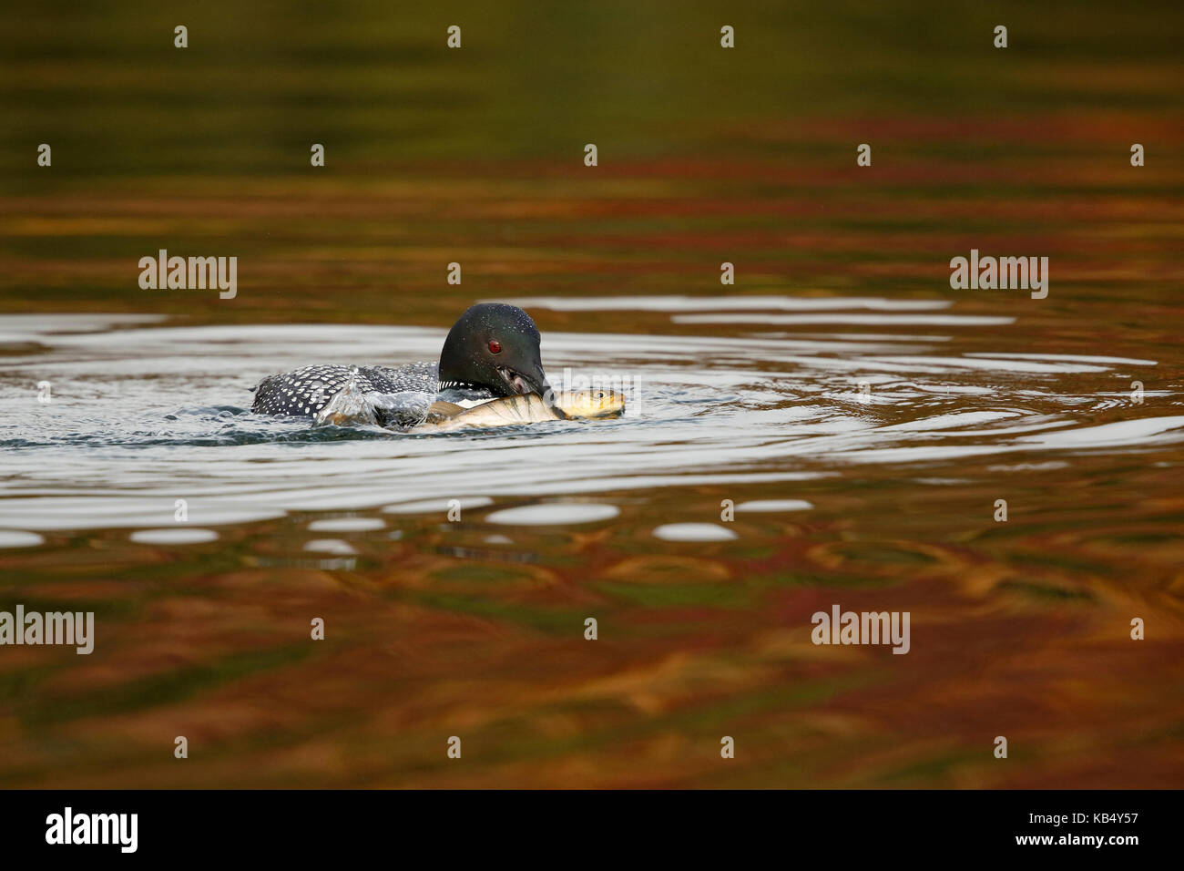 Common loon with prey hi-res stock photography and images - Alamy