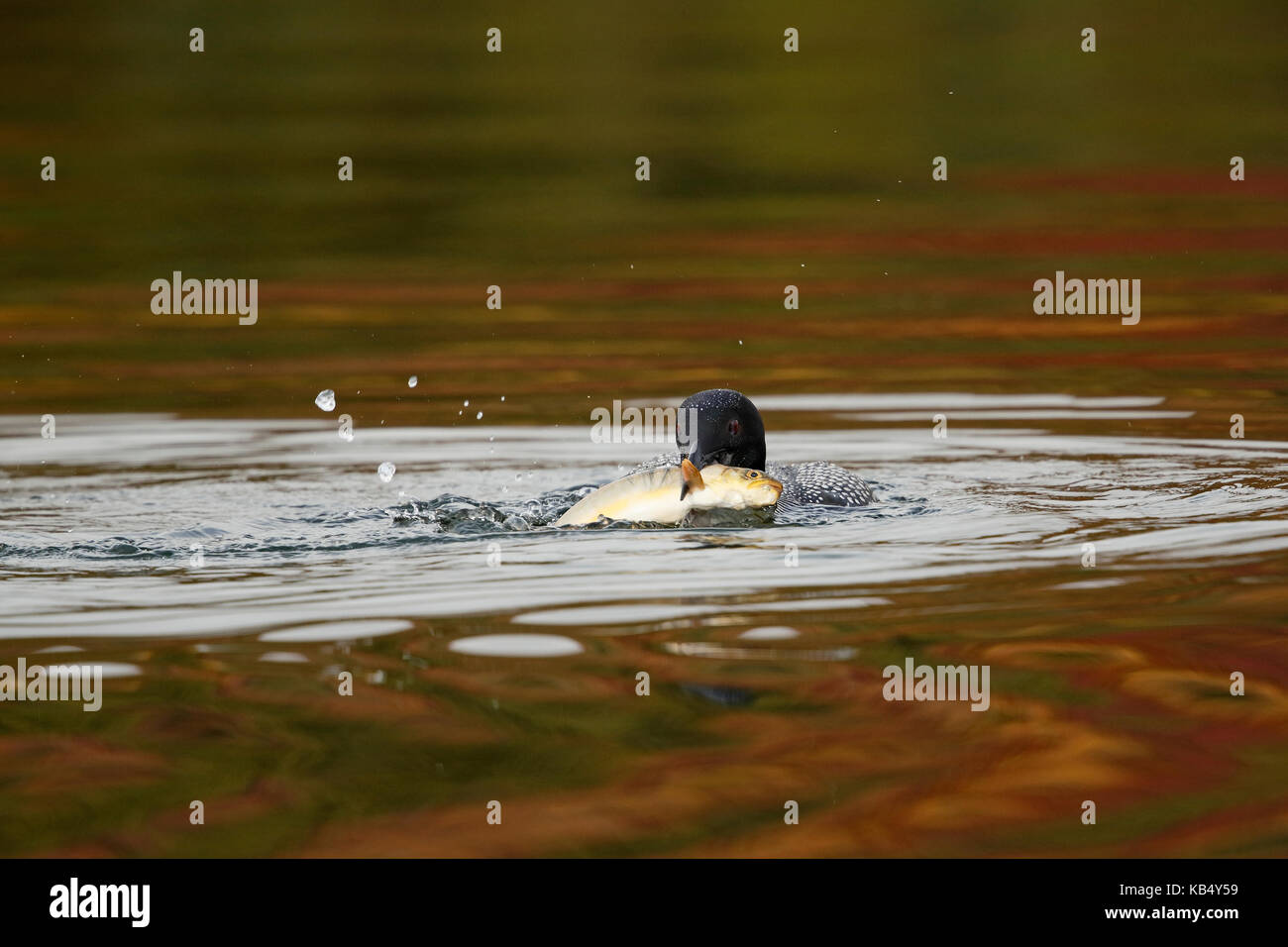 Common Loon (Gavia immer) eating a fish, United States, Alaska, Denali ...