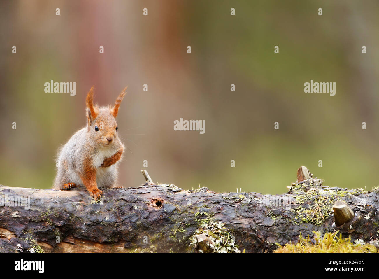 Red Squirrel (Sciurus vulgaris) sitting on tree trunk, Norway, Nord ...