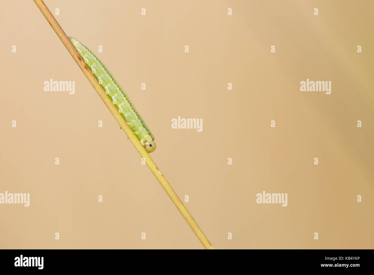 Larva Sawfly (Symphyta) sitting on stem, The Netherlands, Drenthe ...